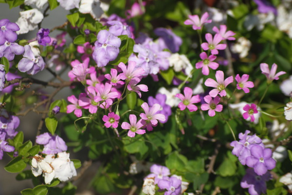 カタバミとニオイバンマツリ : udi's blog