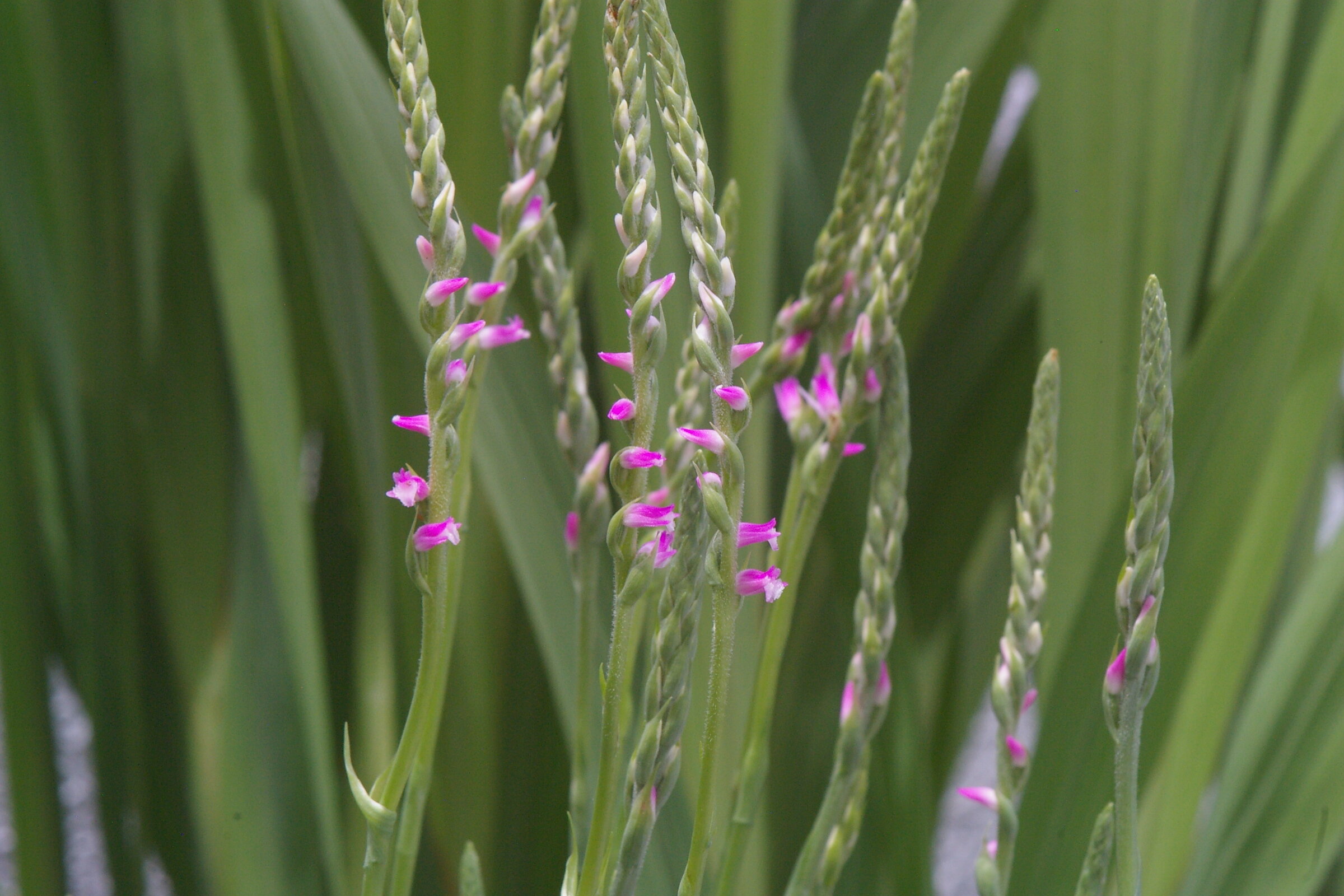 ネジバナの季節 : udi's blog