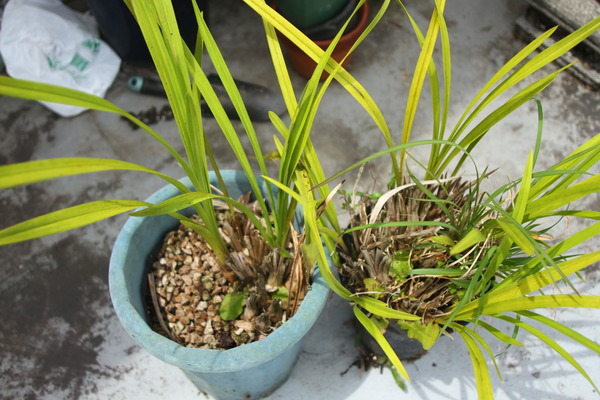 シンビジウムも植え替え : udi's blog