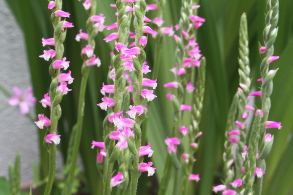 ネジバナ開花 : udi's blog