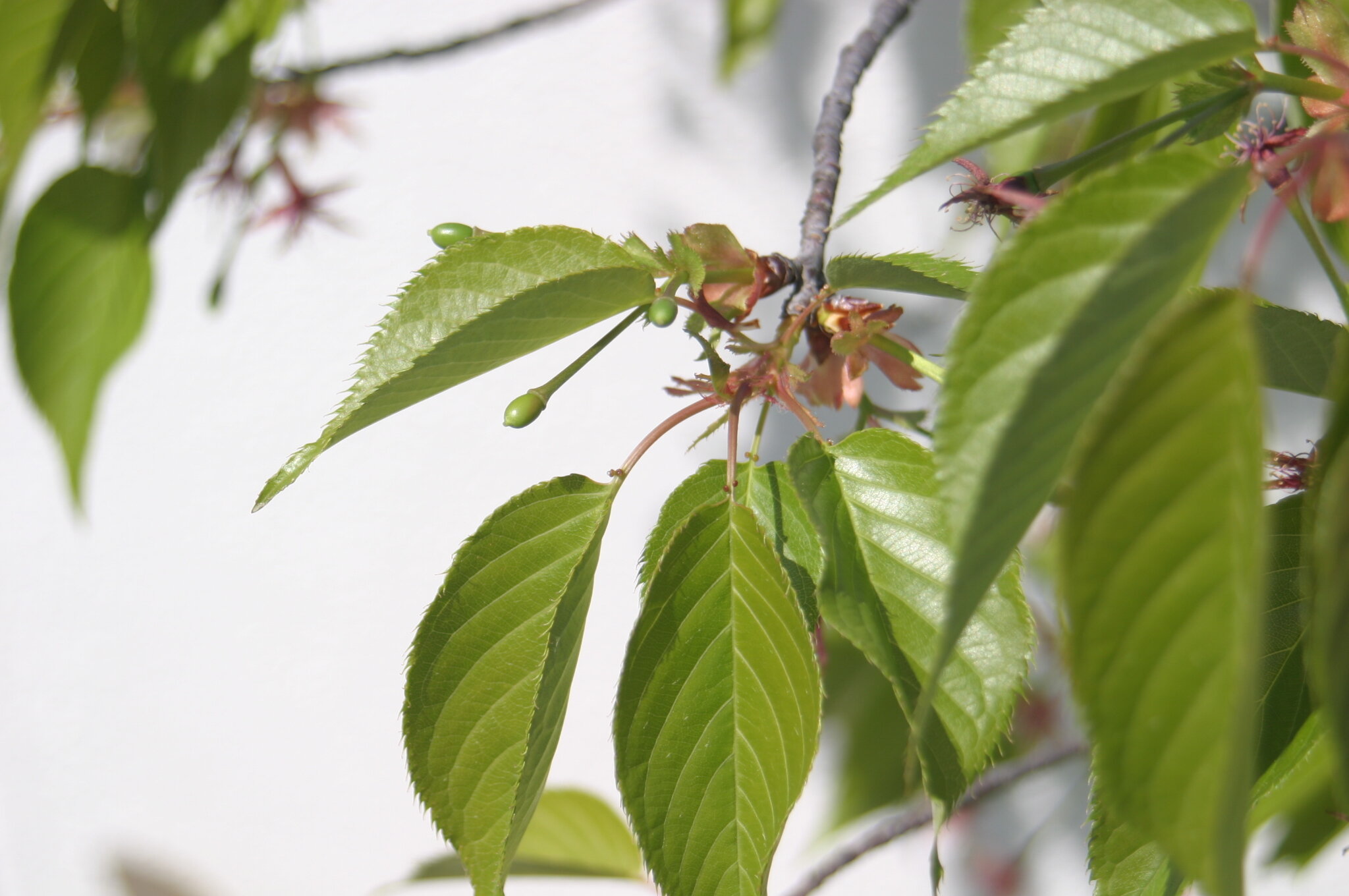 さくらんぼ♪ : udi's blog