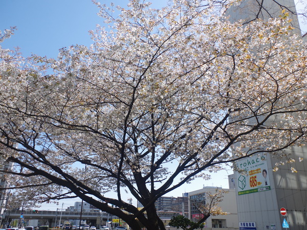 一部満開 : udi's blog