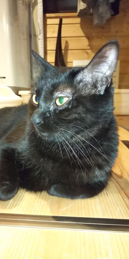 あたしブルー : 猫の昼寝代行屋