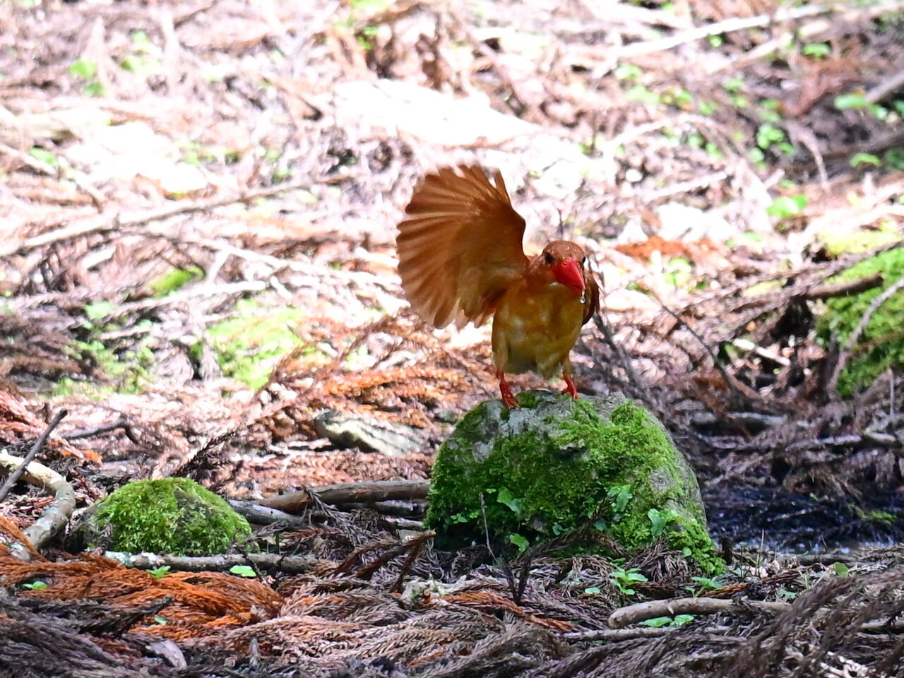 暑～い一日 : 但馬丹後とり歩き