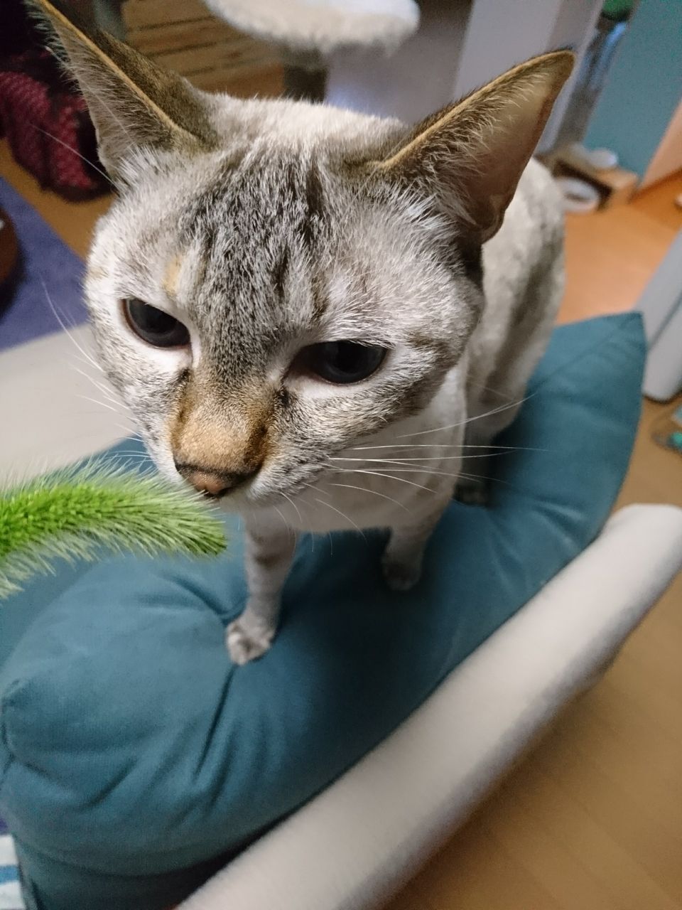 うるるとさららの猫ライフ