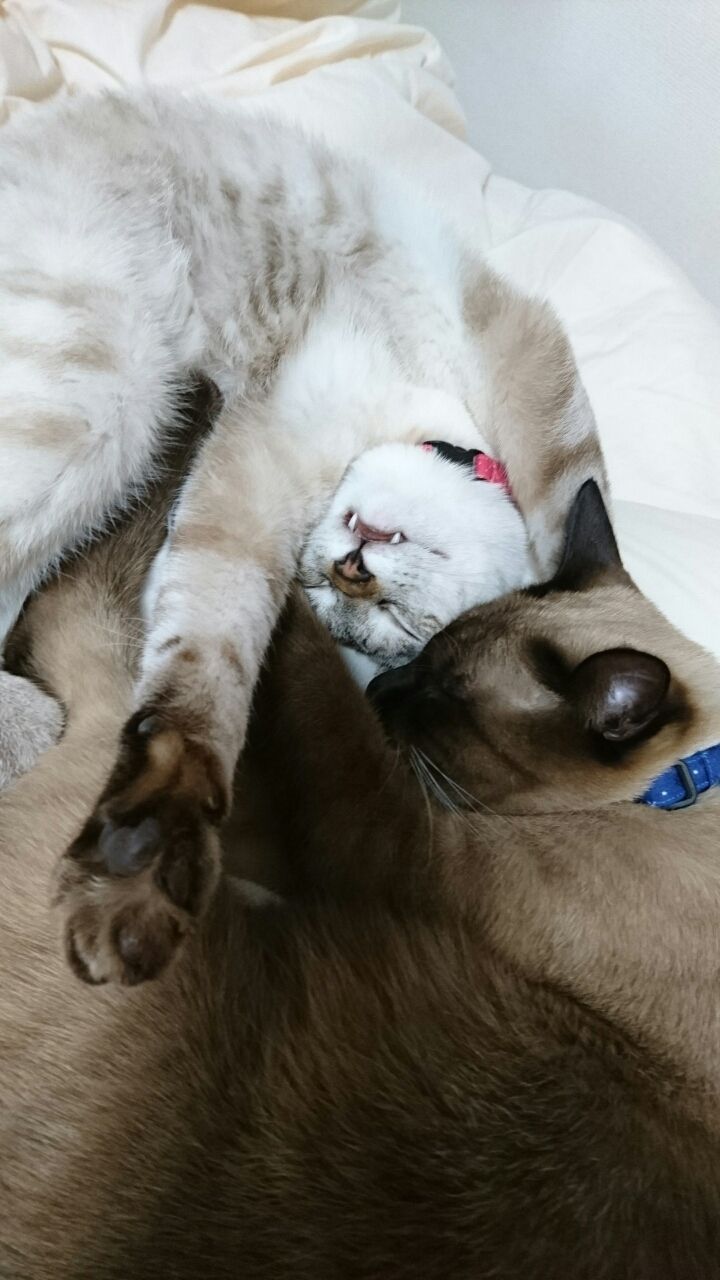 突然の裏切り、そのときうるるは : うるるとさららの猫ライフ