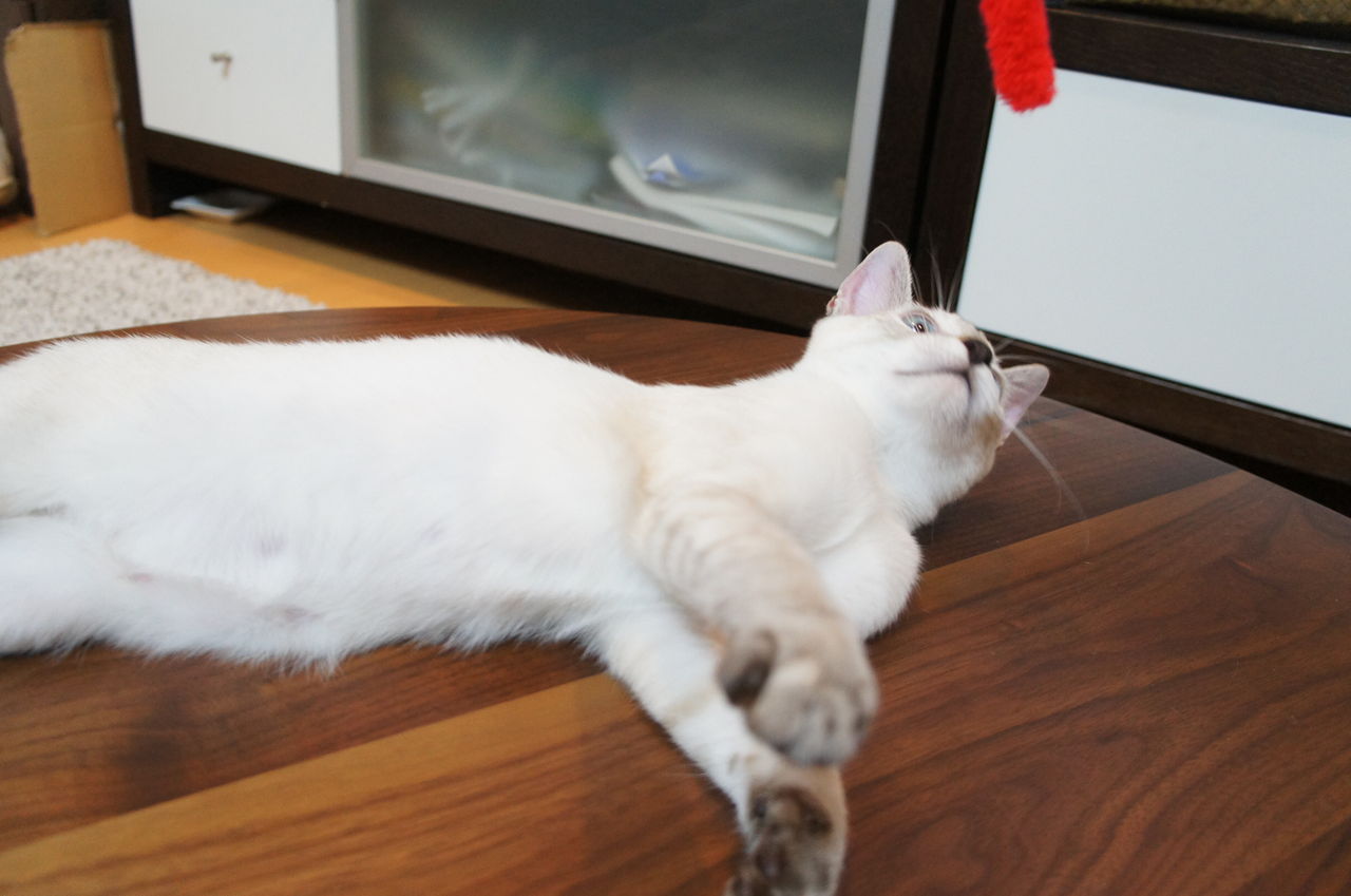 さららの野生 : うるるとさららの猫ライフ