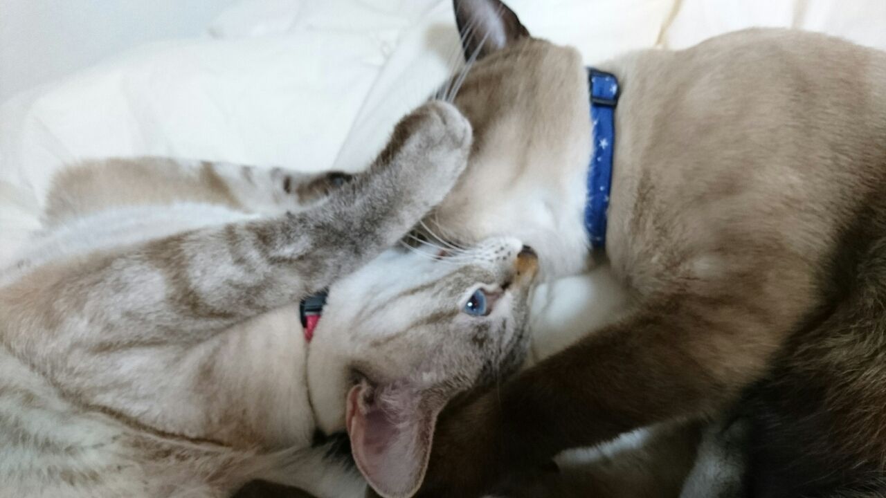 突然の裏切り、そのときうるるは : うるるとさららの猫ライフ