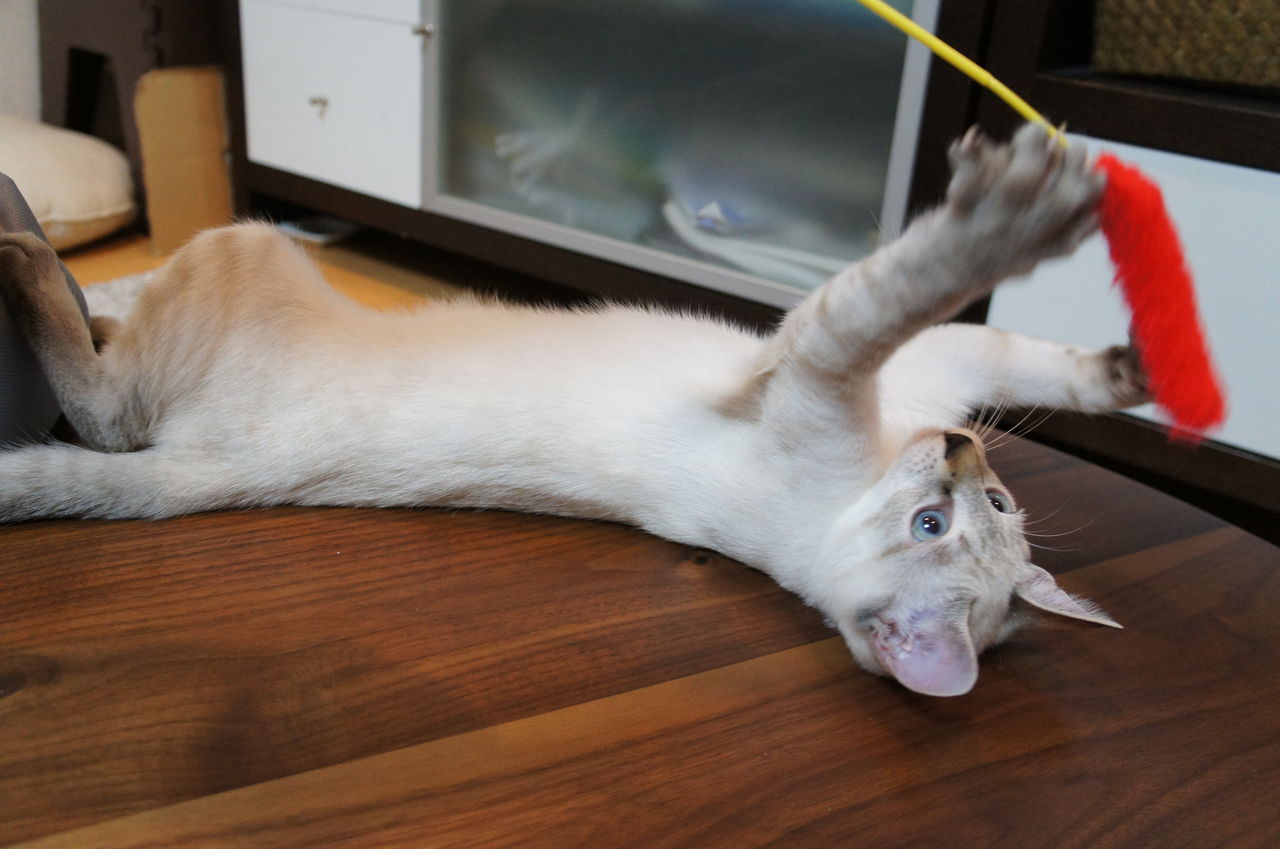 さららの野生 : うるるとさららの猫ライフ