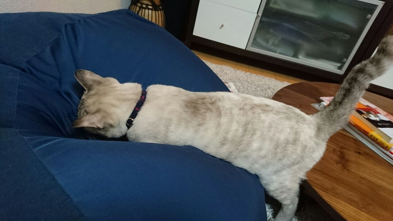 栄光の架け橋 : うるるとさららの猫ライフ