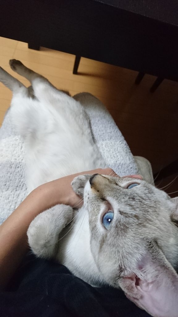 甘えんぼさらら : うるるとさららの猫ライフ