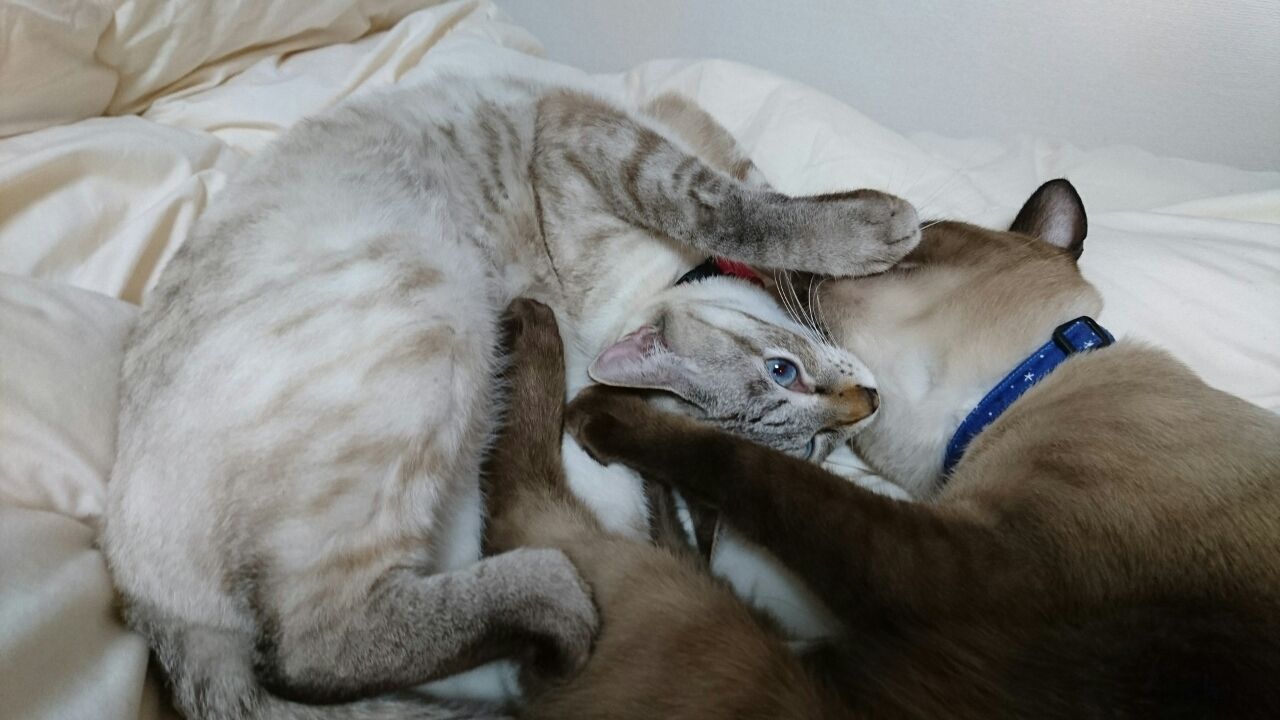 突然の裏切り、そのときうるるは : うるるとさららの猫ライフ