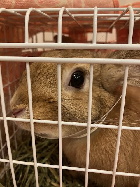 茶々ちゃんの避妊手術。 : うさぎのきた道