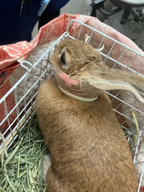 茶々ちゃんの避妊手術。 : うさぎのきた道