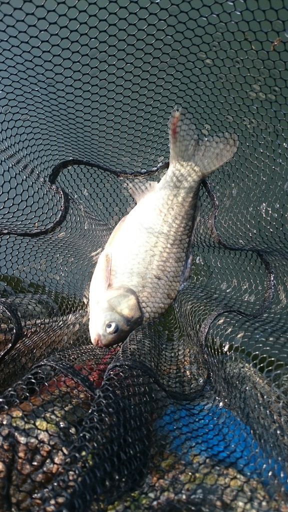 群馬の水郷 : 関東の中心で淡水五目釣り