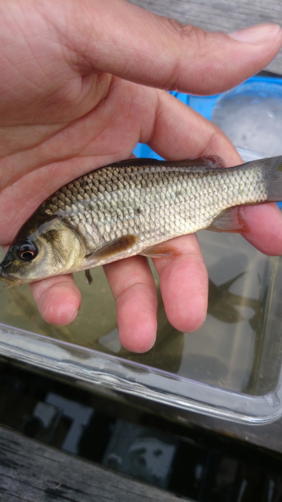 群馬県板倉町の池 : 関東の中心で淡水五目釣り