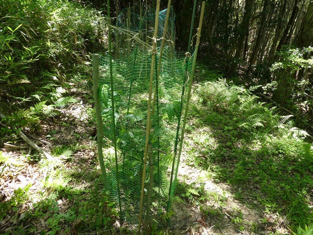 ア－モンド 06/08 : 野菜、果物のblog