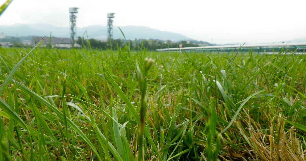 大外から俺:マイネルエンペラー9着シンエンペラー14着 - livedoor Blog（ブログ）