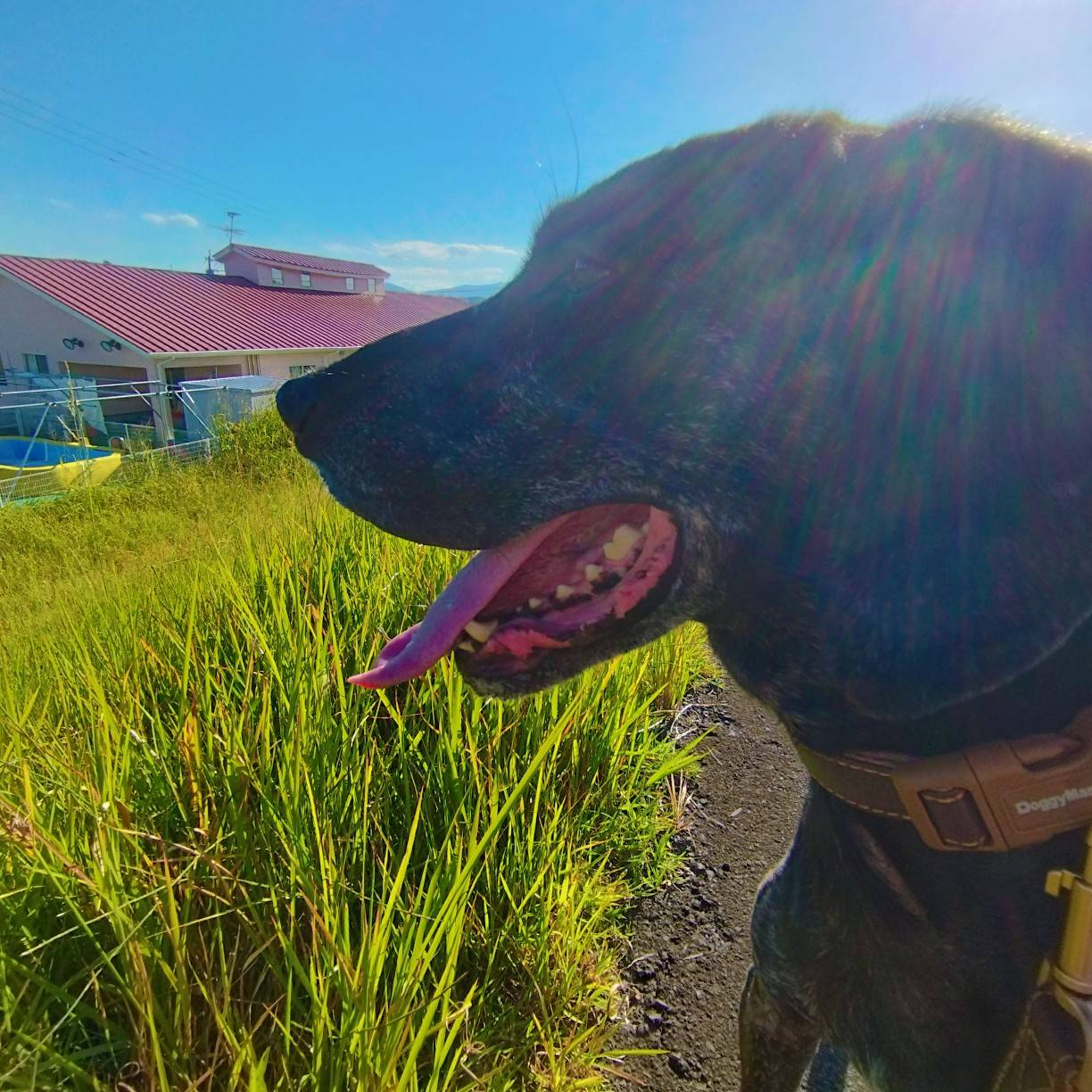 【画像】保健所から引き取った犬を初めて散歩に連れていった : VIPPER速報