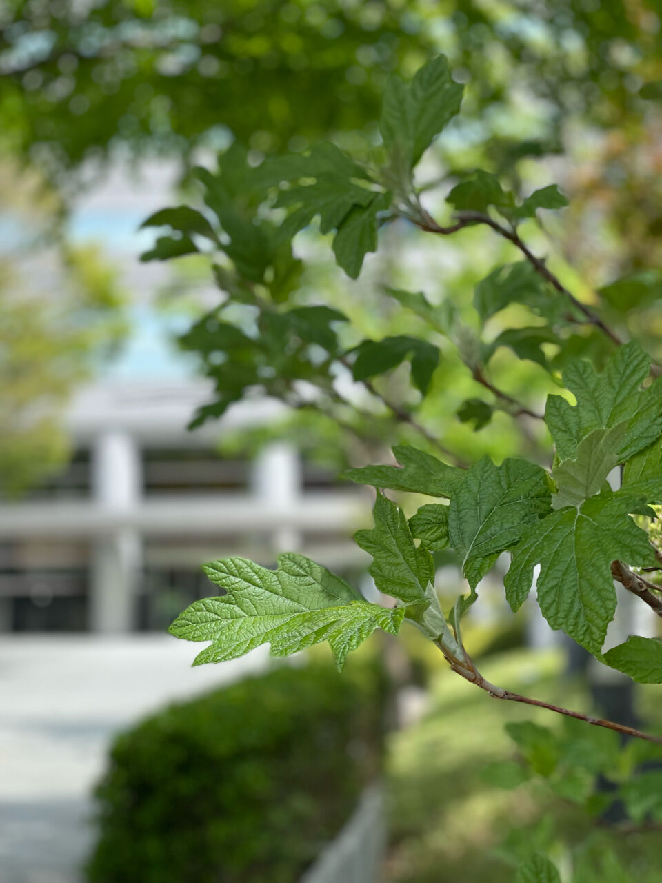 新緑 : ワタナベ薫