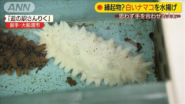 サイクリング・ウォーキング引き上げてびっくり・・・幸運の？”白いナマコ” 6241