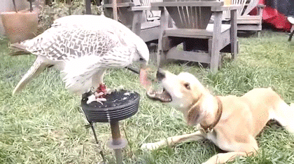 [5ch VIP] 동물gif : 네이버 블로그