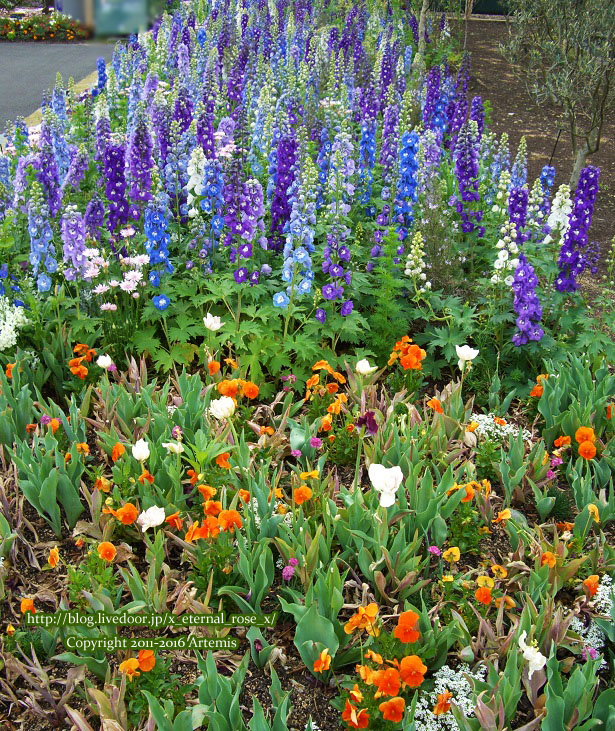 第26回全国都市緑化おかやまフェア おかやま花だより2009 ～未来へ～ 西大寺緑花公園 百花プラザ 9 No.1 : Eternal ...
