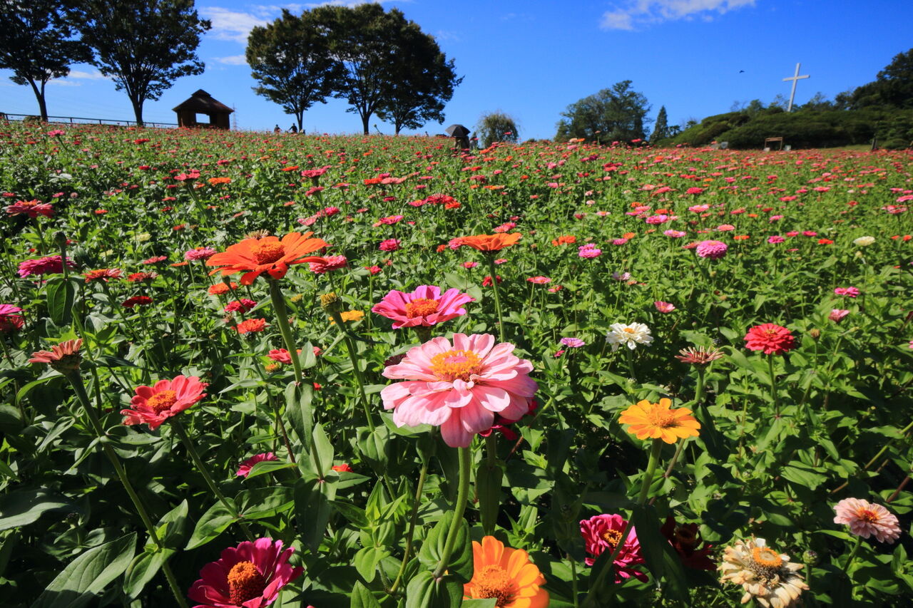 愛知牧場 : mazのblog
