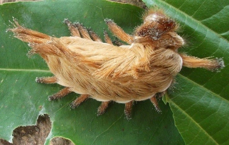 ボリビアバグ : へんないきもの