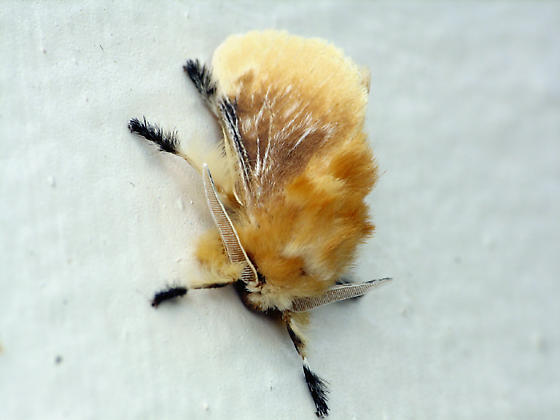 ボリビアバグ : へんないきもの