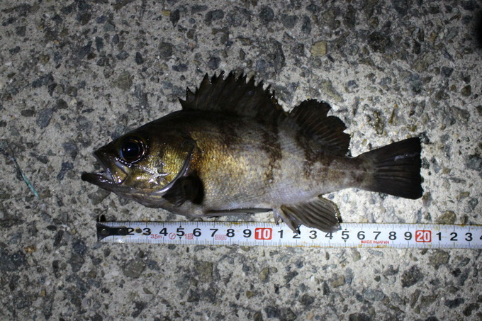 山で昼寝 : メバルの数は少ないが型が良くなった