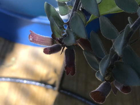 エスキナンサス・ラスタの花 : 屋根さんのつぶやき