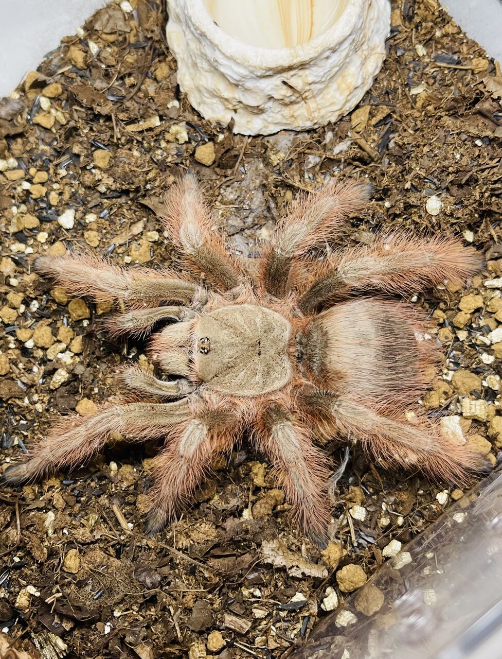 百鬼夜行 タランチュラの飼育blog: Nhandu tripepii