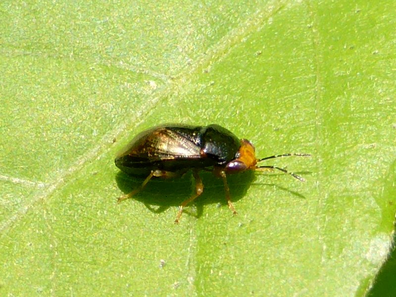 昆虫撮集:ナガカメムシ科