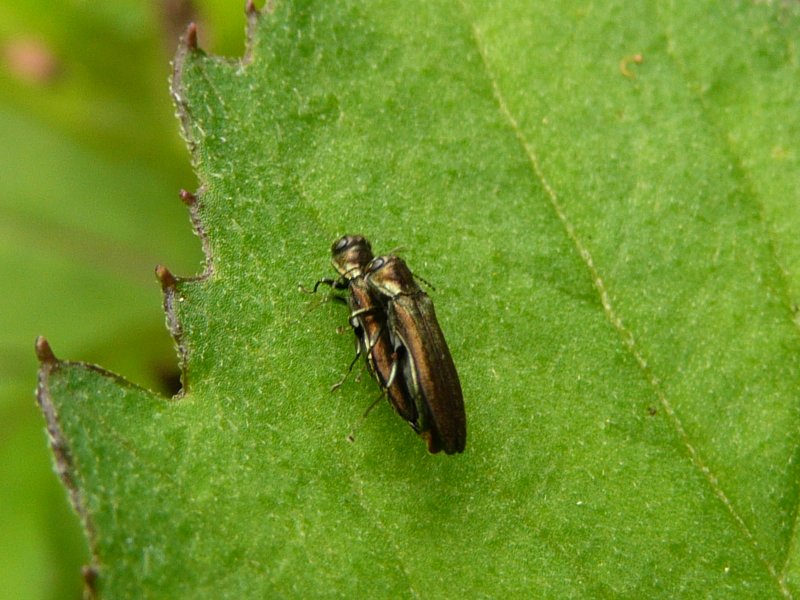 昆虫撮集:タマムシ科