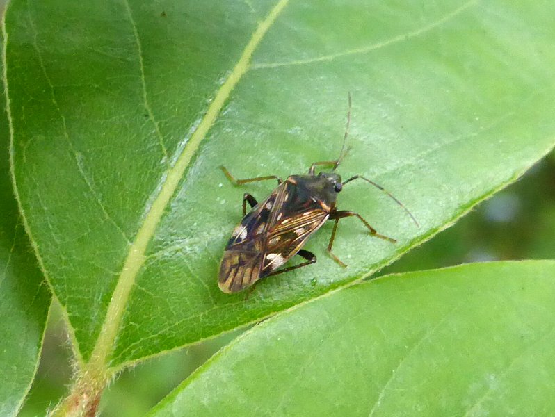 昆虫撮集:ナガカメムシ科