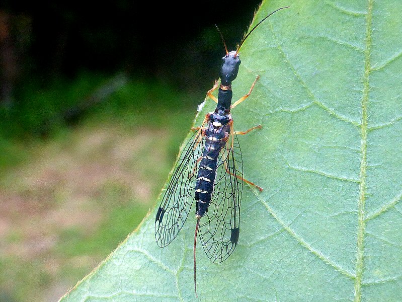 昆虫撮集:1105.ラクダムシ