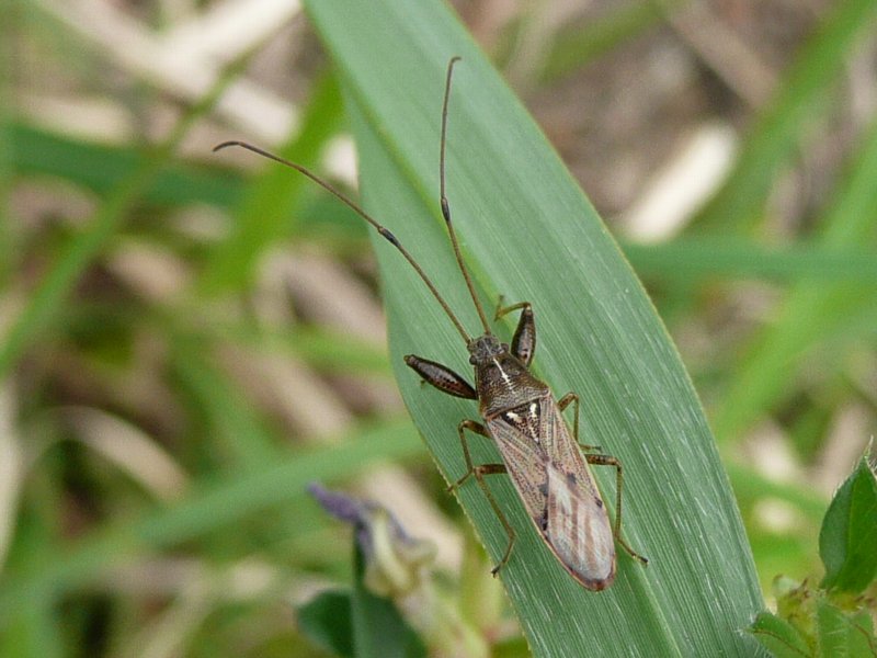 昆虫撮集:ナガカメムシ科