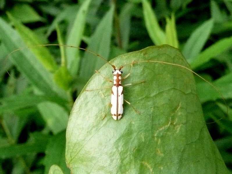 昆虫撮集:0300.タカサゴシロカミキリ
