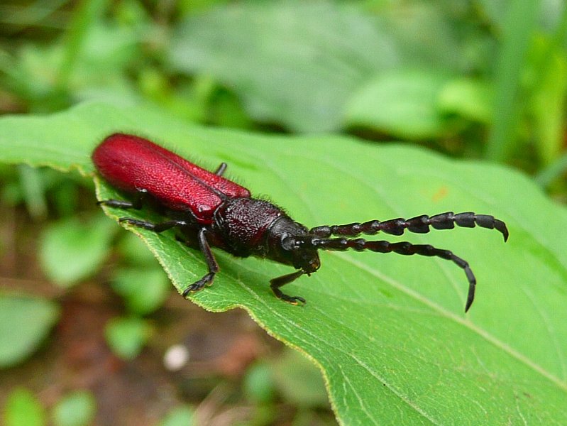 昆虫撮集:2021年12月
