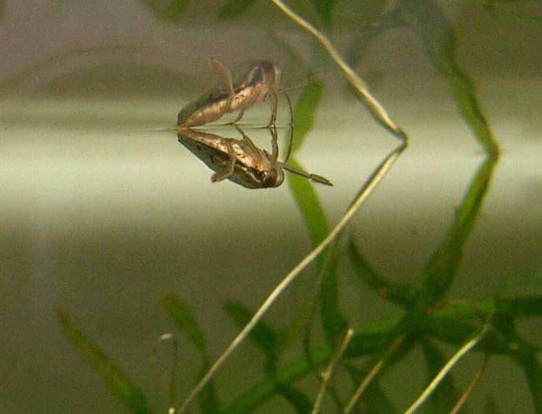 昆虫撮集:0209.マツモムシ