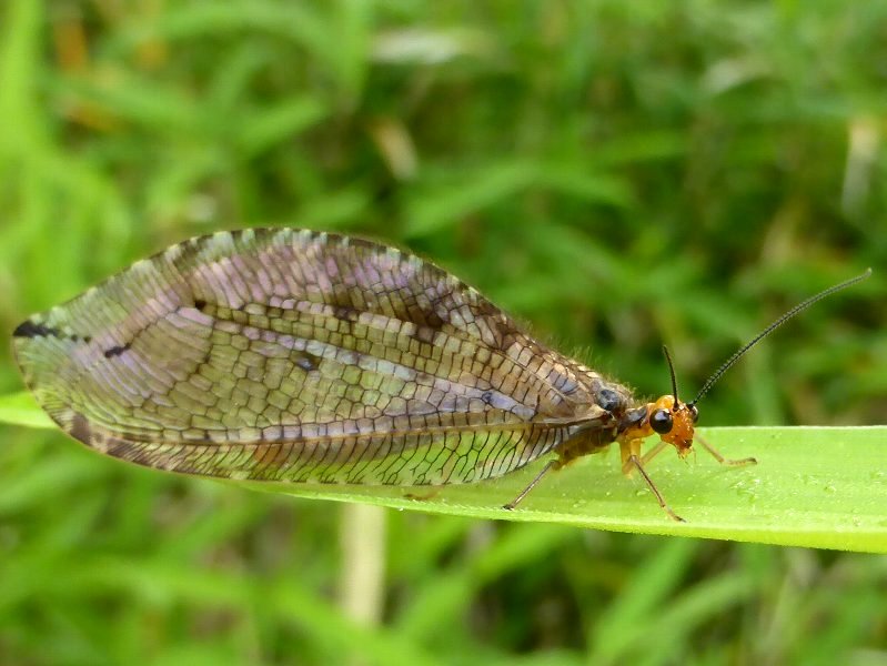 昆虫撮集:2022年02月