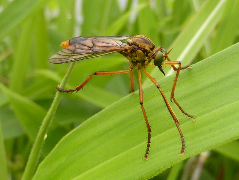 昆虫撮集:2022年02月