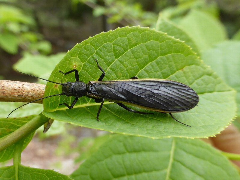 昆虫撮集:カワゲラ科