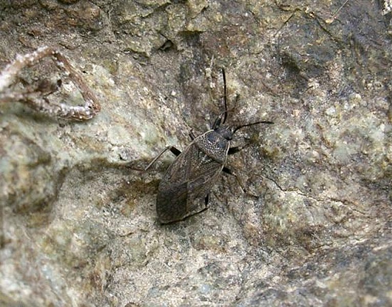 昆虫撮集:ナガカメムシ科