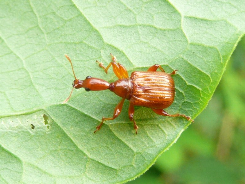 昆虫撮集:オトシブミ科