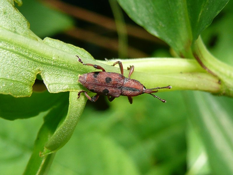 昆虫撮集:0737.トホシオサゾウムシ