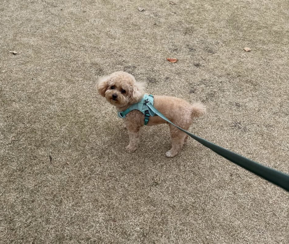 Autumn Leaves 2025.12.2 デイジー記念日🌼 : Daisy Days（ユチョンの魅力まとめ Season5）