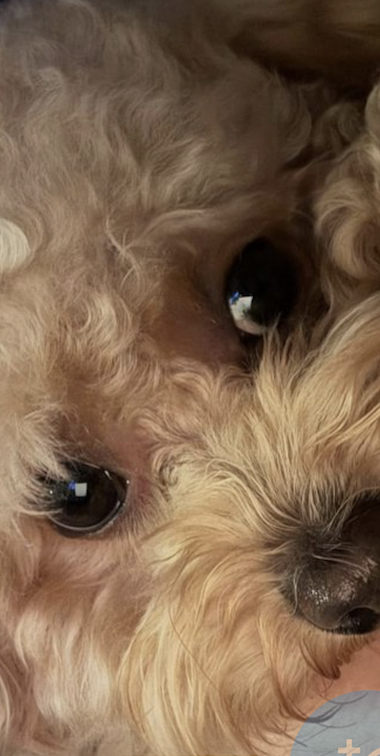 Autumn Leaves 2025.12.2 デイジー記念日🌼 : Daisy Days（ユチョンの魅力まとめ Season5）