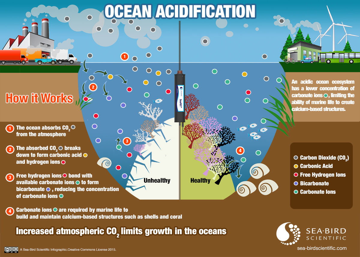 Ocean acidification：海の酸性化と「生ごみ」 : 宇野コラム Uno column